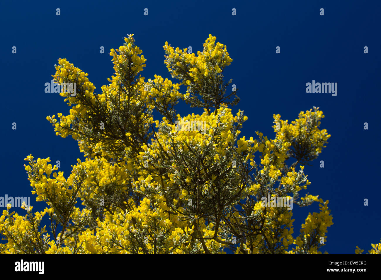 abundant flowering of Genista microphylla, broom species endemic to ...
