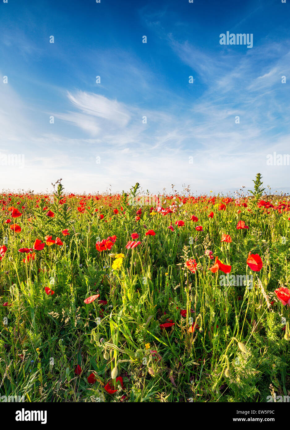 Wild poppies in countryside hi-res stock photography and images - Alamy