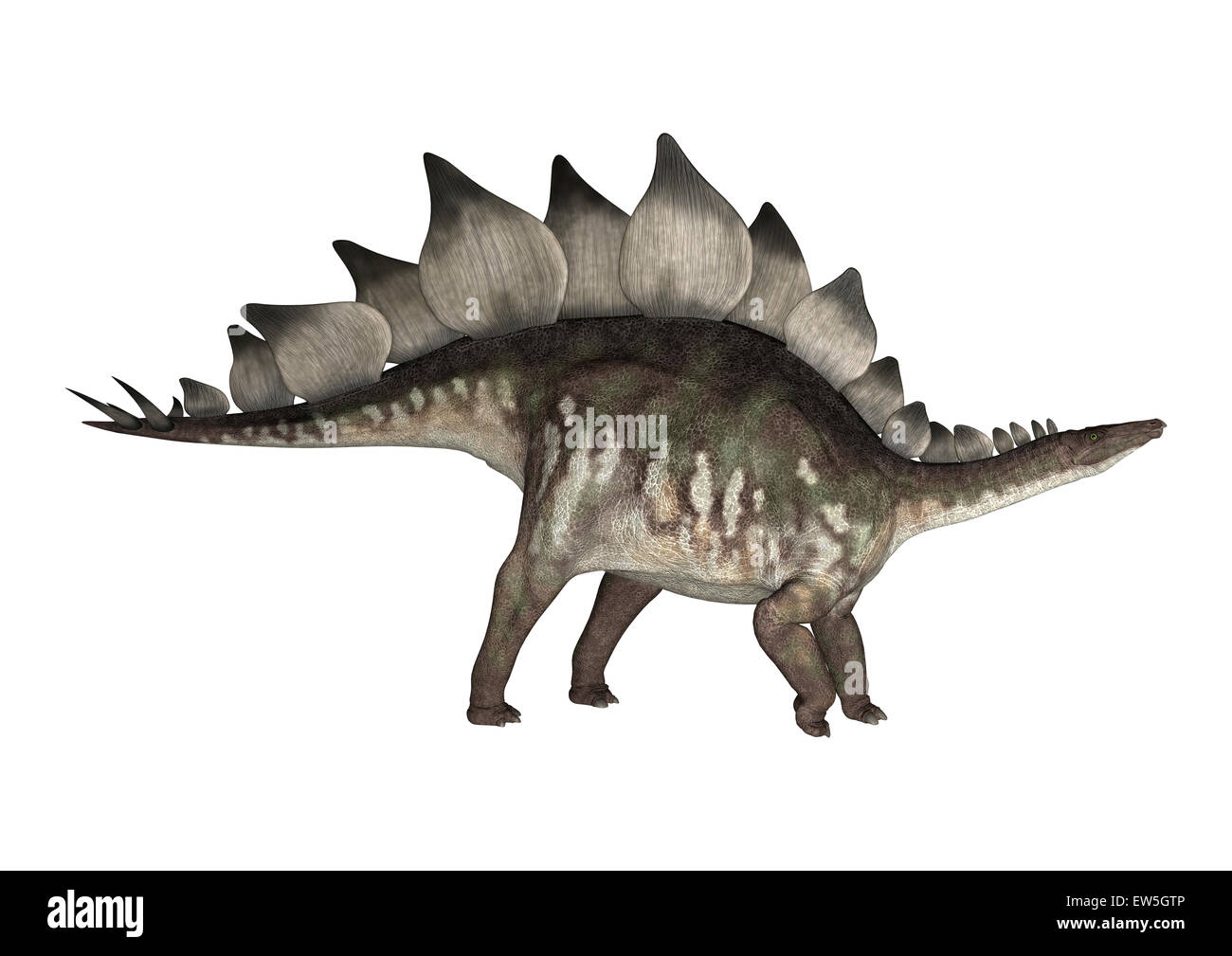 3D digital render of a dinosaur stegosaurus isolated on white ...