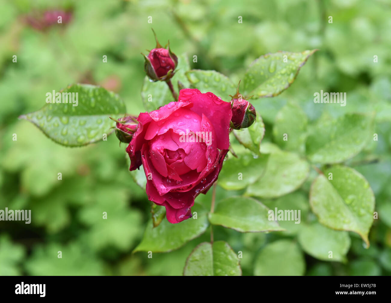 THe King George I rose blooms in the garden of residence of the British ...