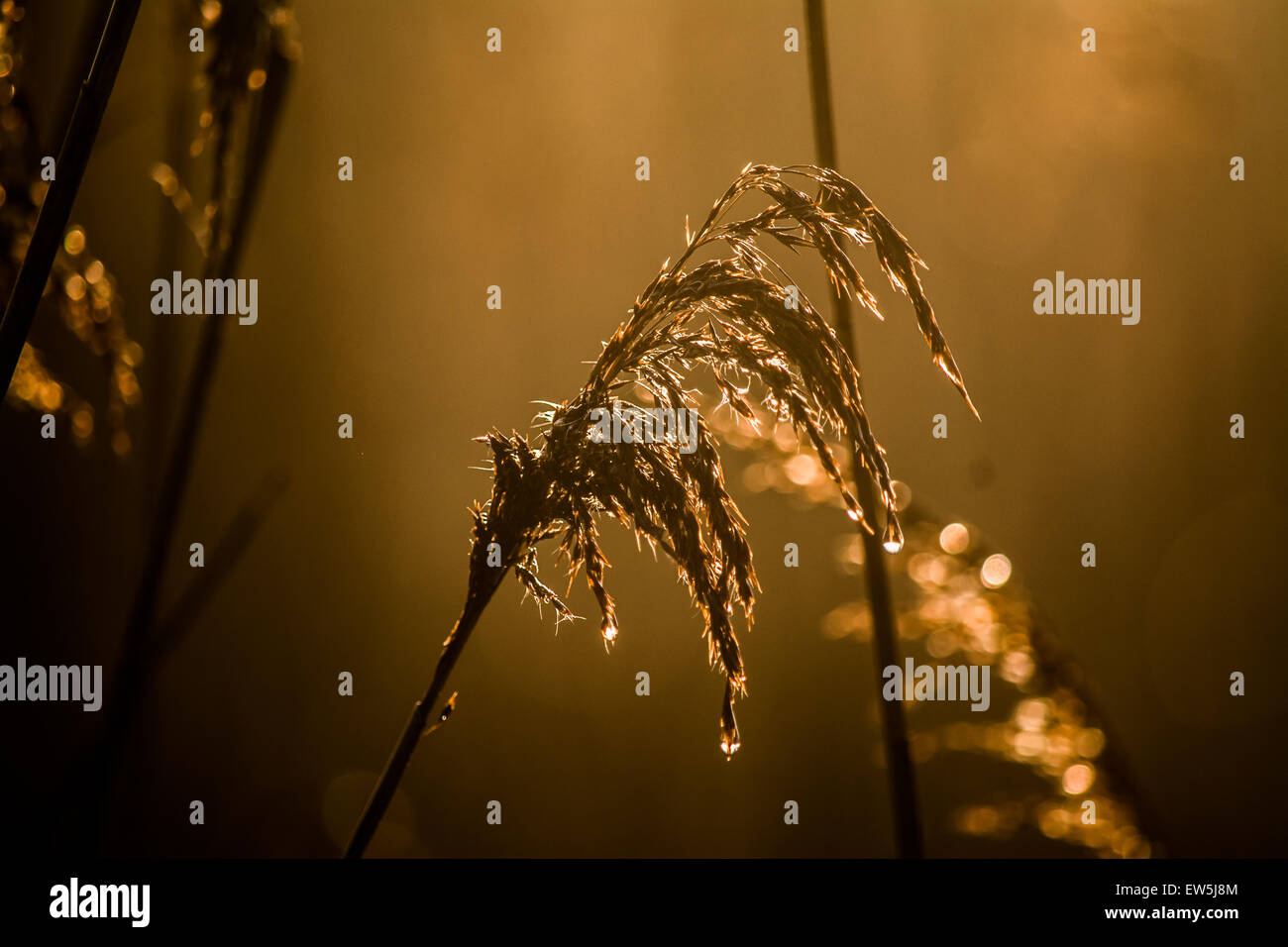 Reeds and grasses hi-res stock photography and images - Alamy