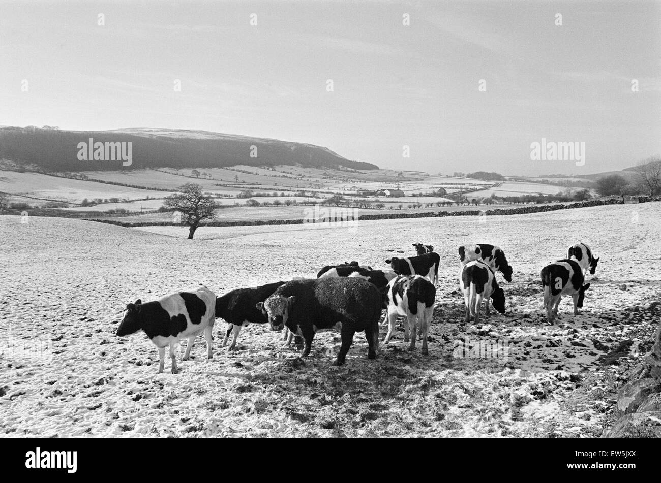 Countryside Scenes, Teesside, North Yorkshire, 2nd January 1980 Stock ...