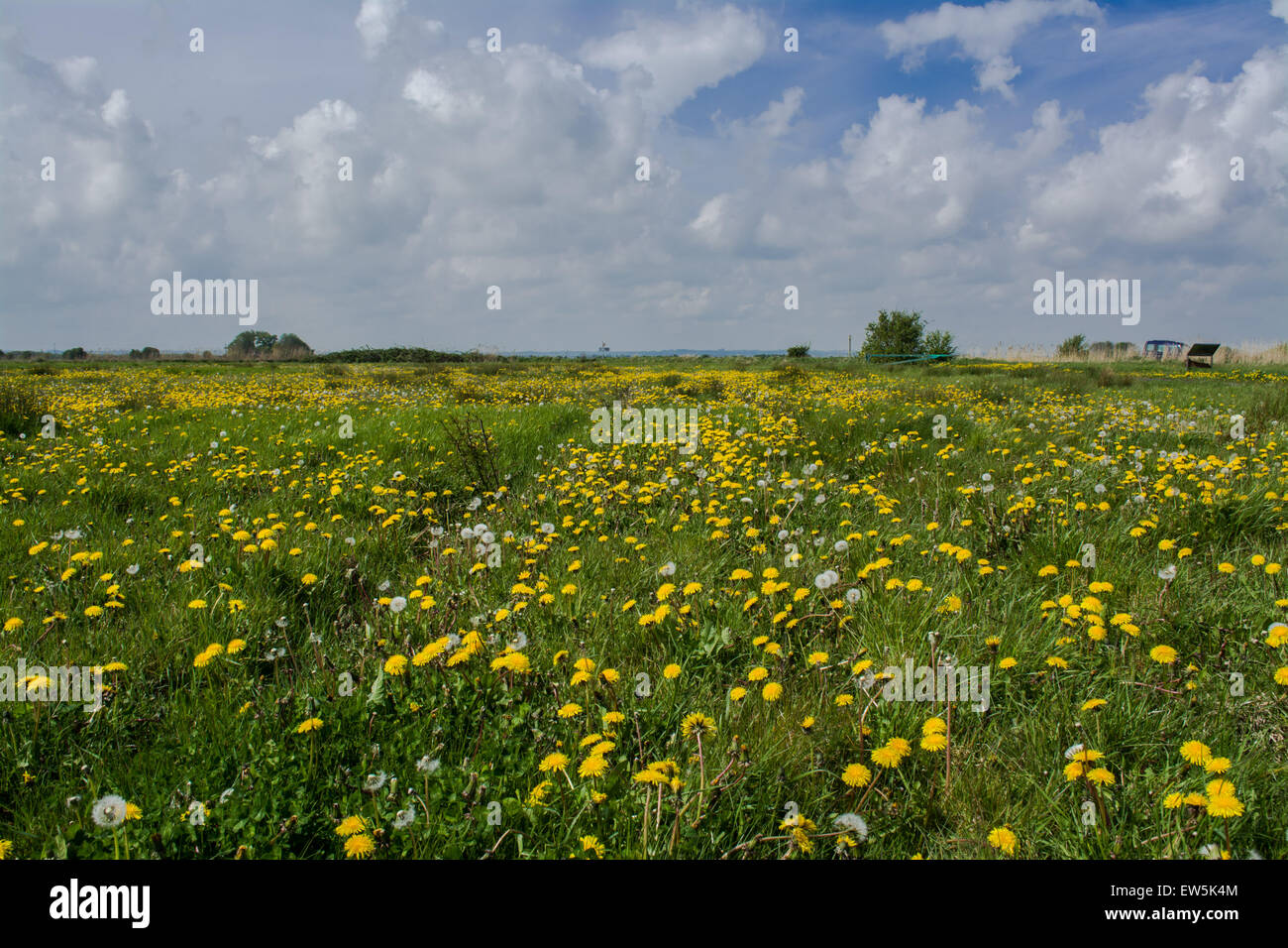 Spring meadow hi-res stock photography and images - Alamy