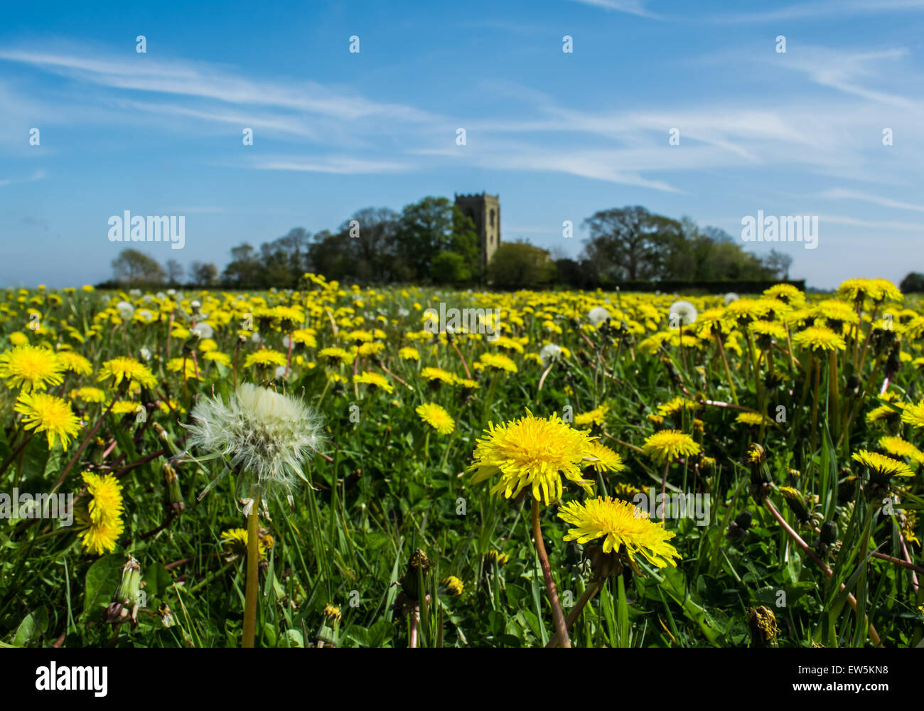 Dandelion field hi-res stock photography and images - Alamy