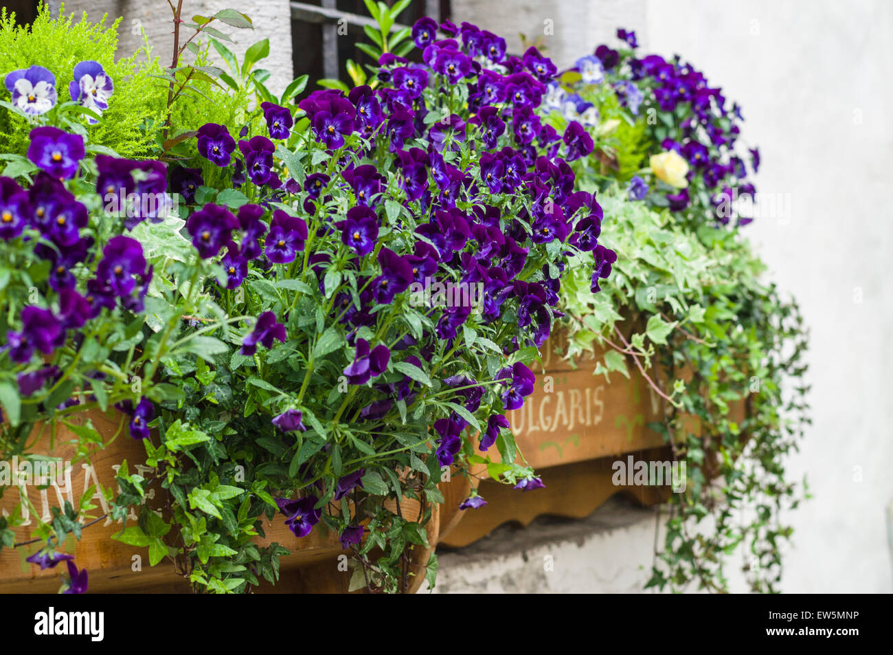Beautiful purple flowers in a window garden closeup Stock Photo - Alamy