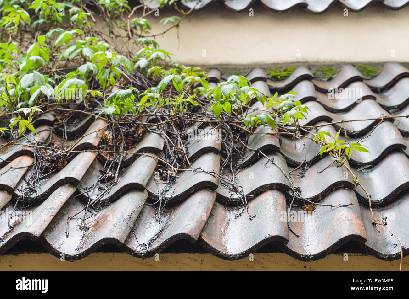 Concrete roof tile hi-res stock photography and images - Alamy