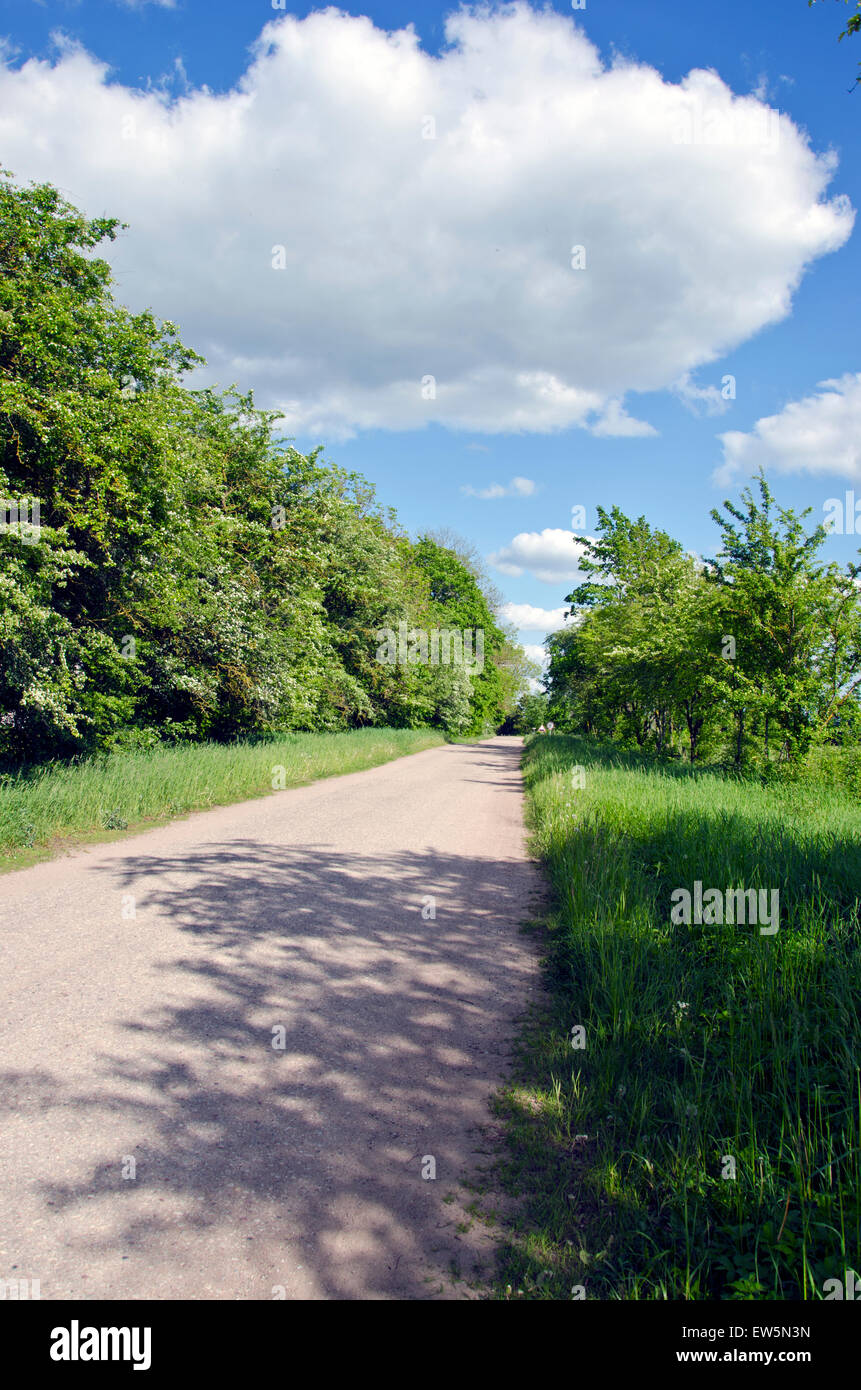 Tree on road shadows hi-res stock photography and images - Alamy