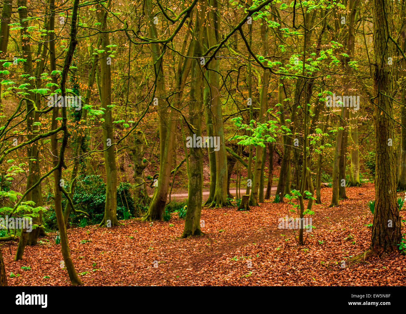 Spring wood hi-res stock photography and images - Alamy