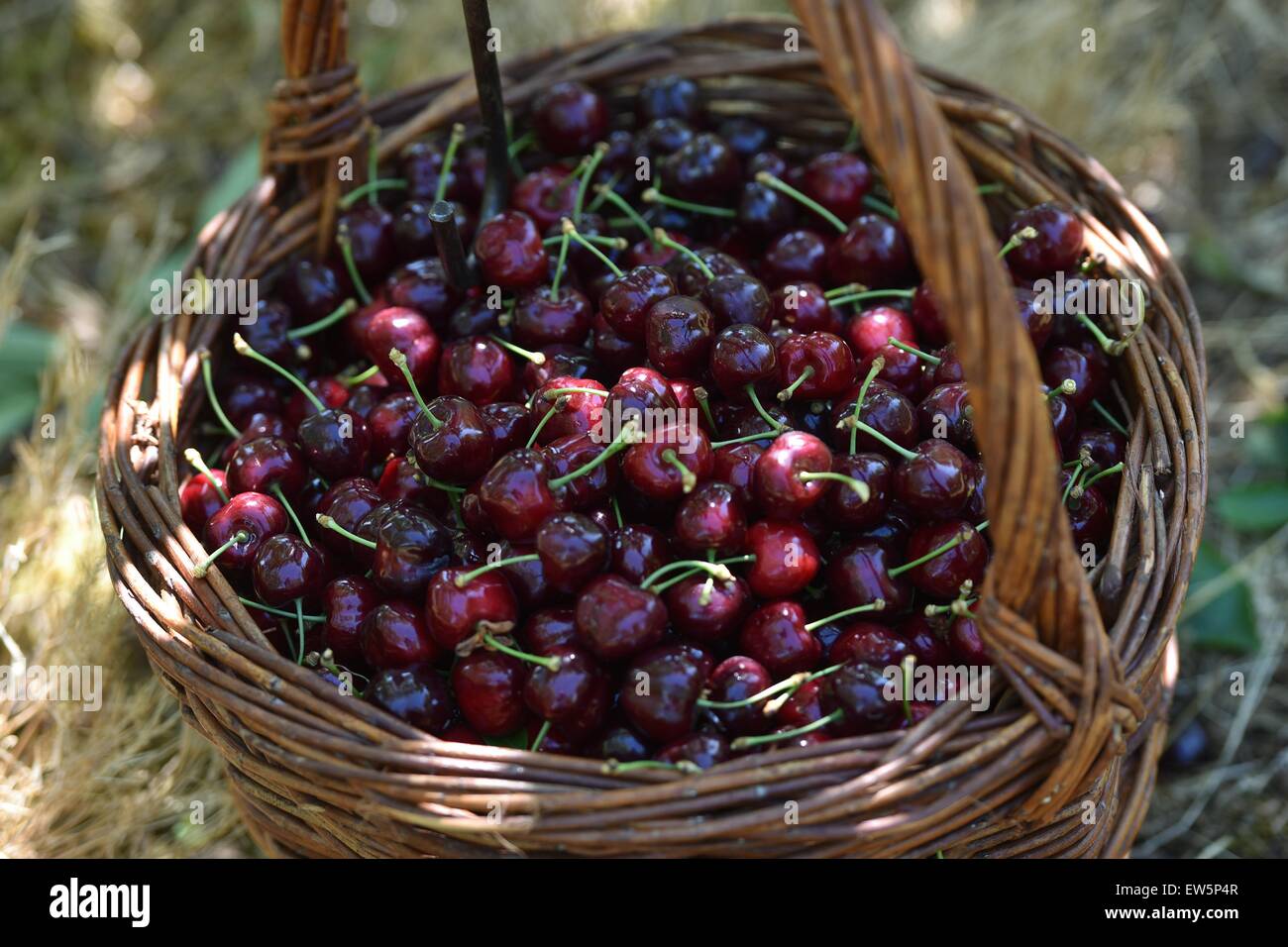 Witzenhausen, Germany. 17th June, 2015. A basket full of fresh sweet ...