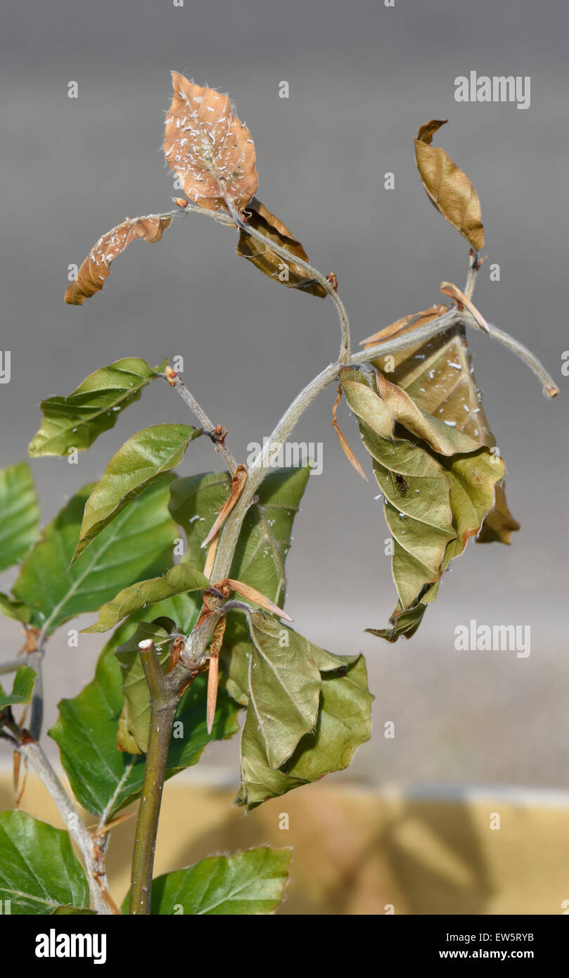 Woolly beech aphids hi-res stock photography and images - Alamy
