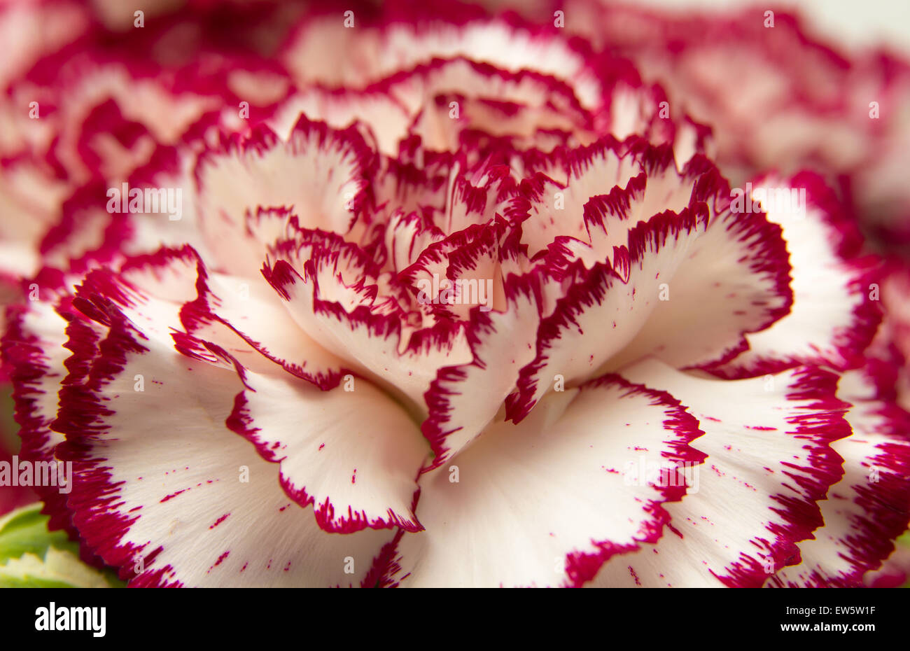 Variegated carnation flowers hi-res stock photography and images - Alamy