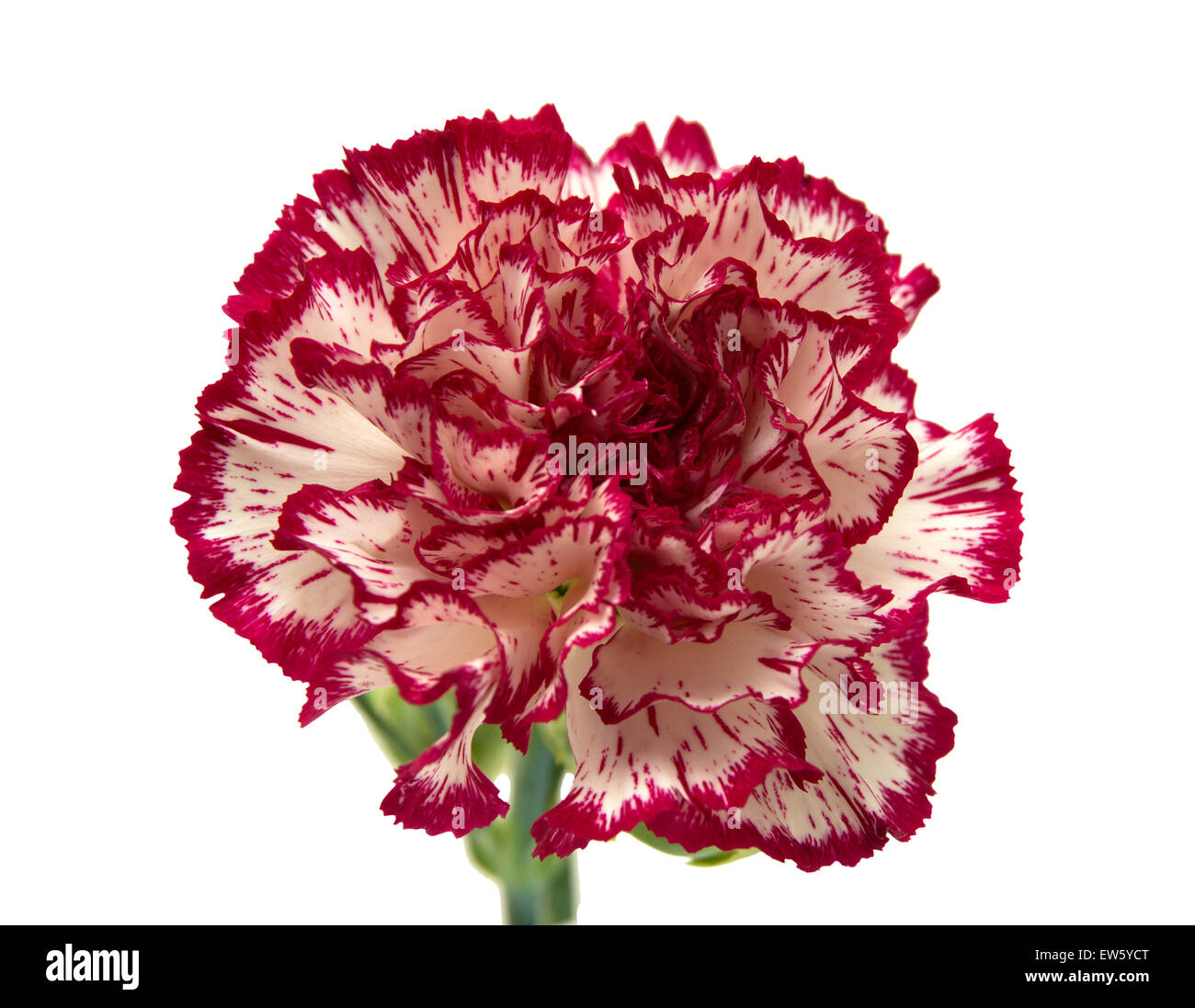vareigated carnation flowers isolated on white background Stock Photo ...