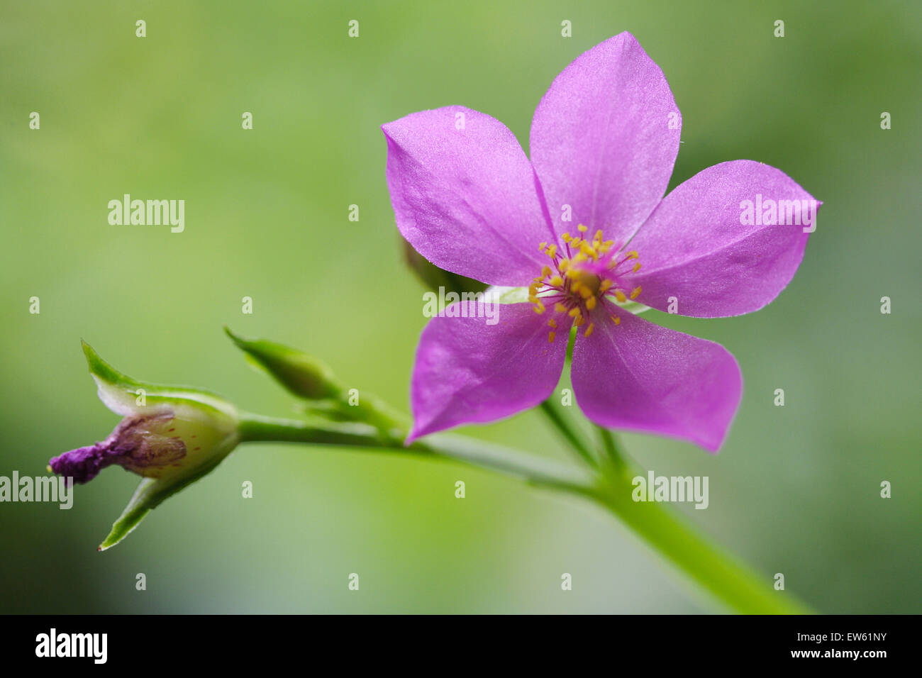 Talinum High Resolution Stock Photography and Images - Alamy