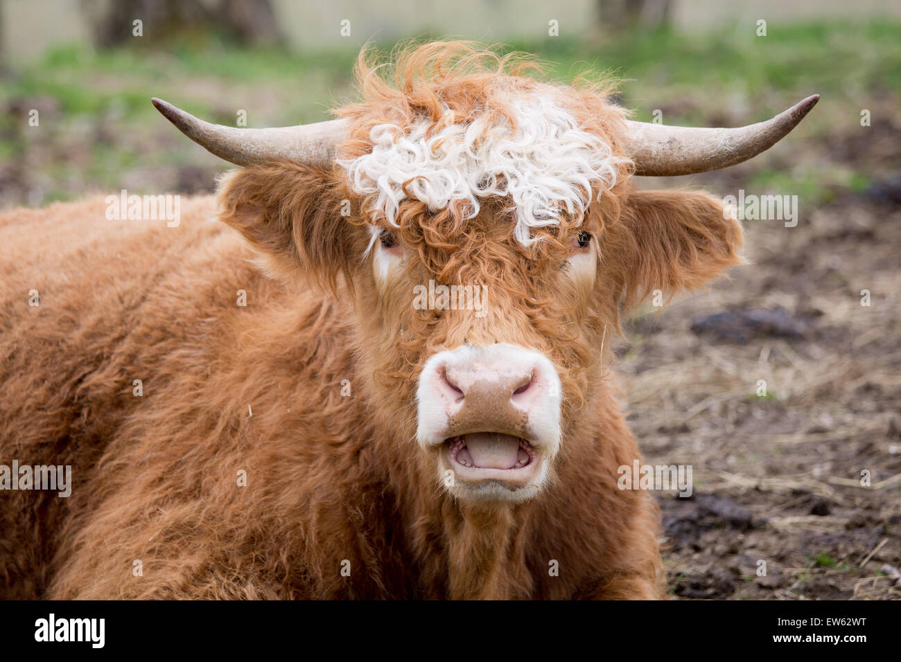 Horned Cow Sitting in a field staring directly at the camera Stock ...
