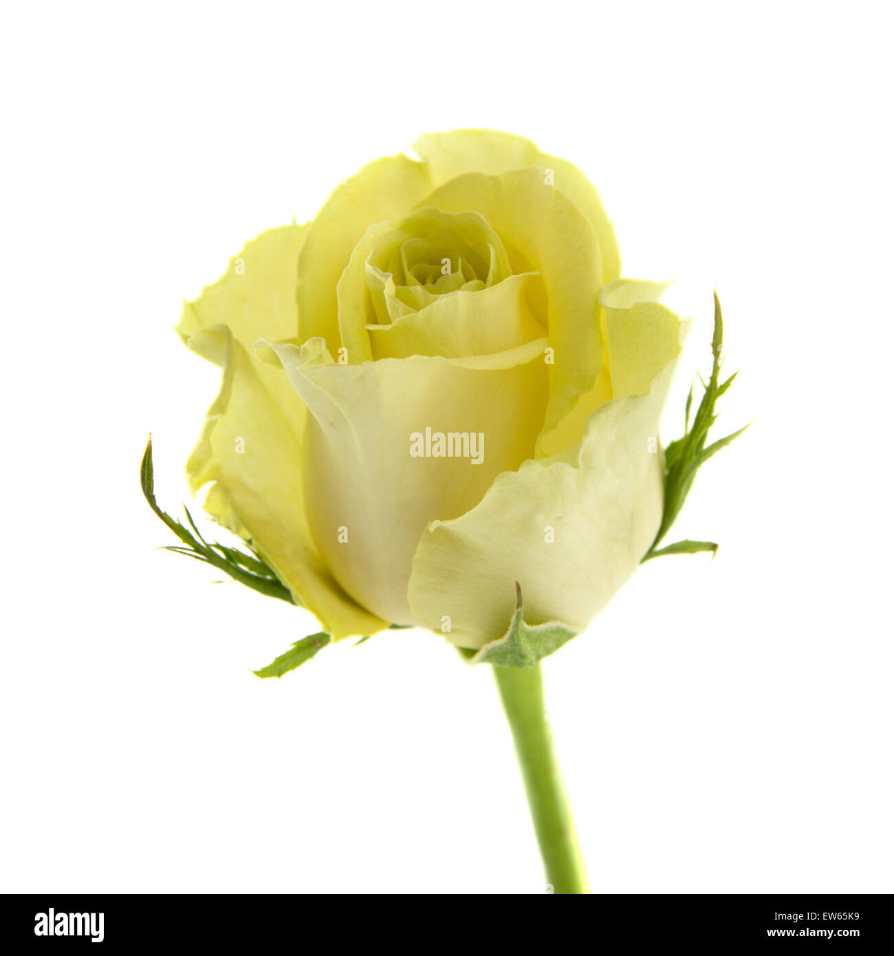 yellow-green rose flowers macro on white background Stock Photo - Alamy