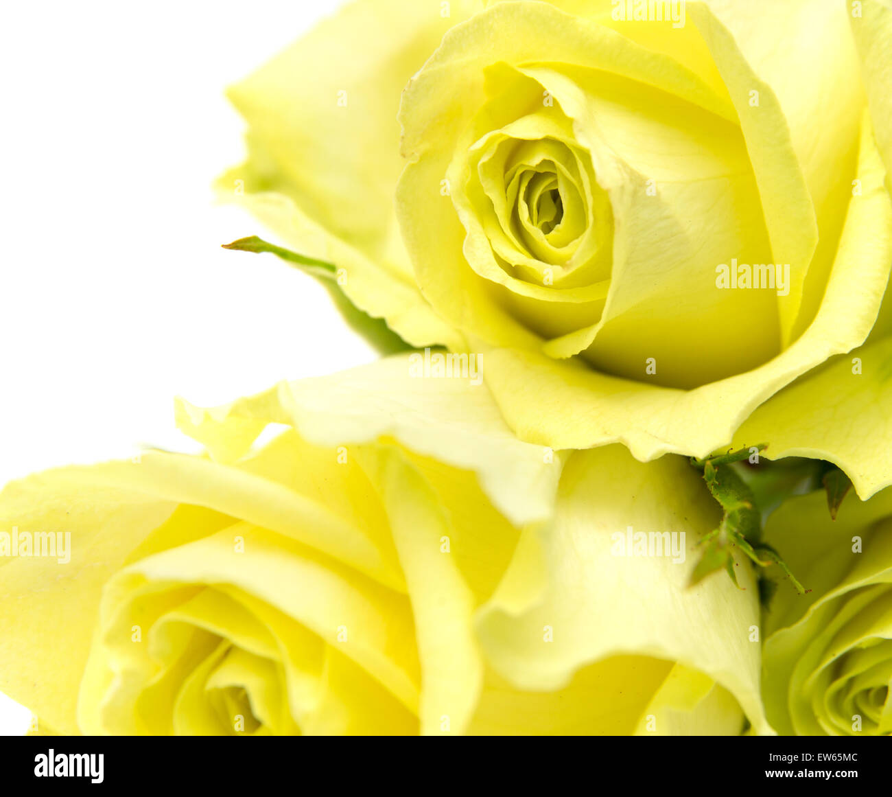 yellow-green rose flowers macro on white background Stock Photo - Alamy
