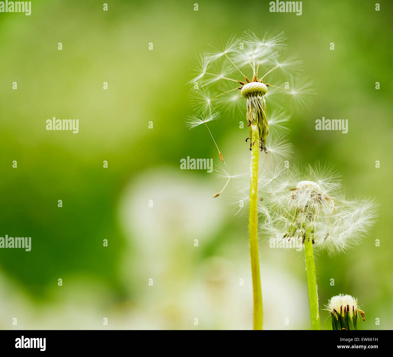 Part of a dandelion is slowly falling away Stock Photo - Alamy