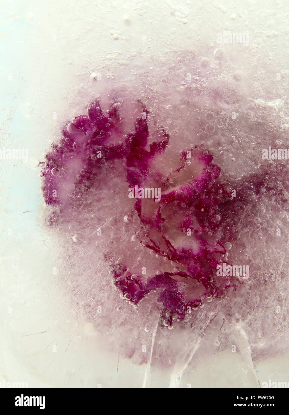 frozen flora, carnation flower frozen into a block of ice Stock Photo ...