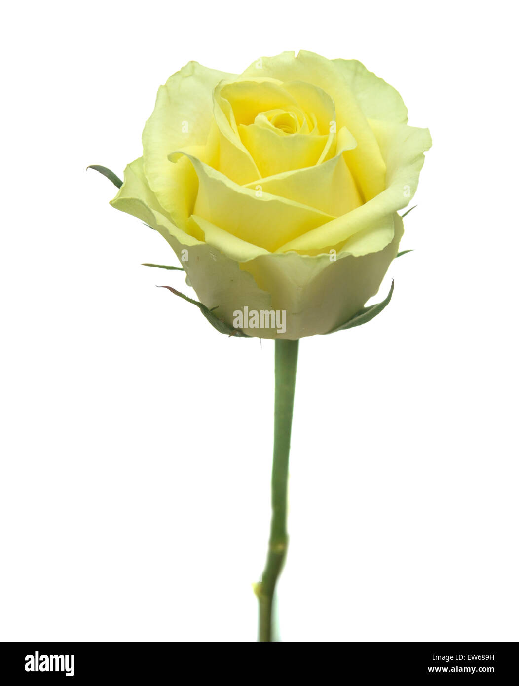 Half opened rose hi-res stock photography and images - Alamy
