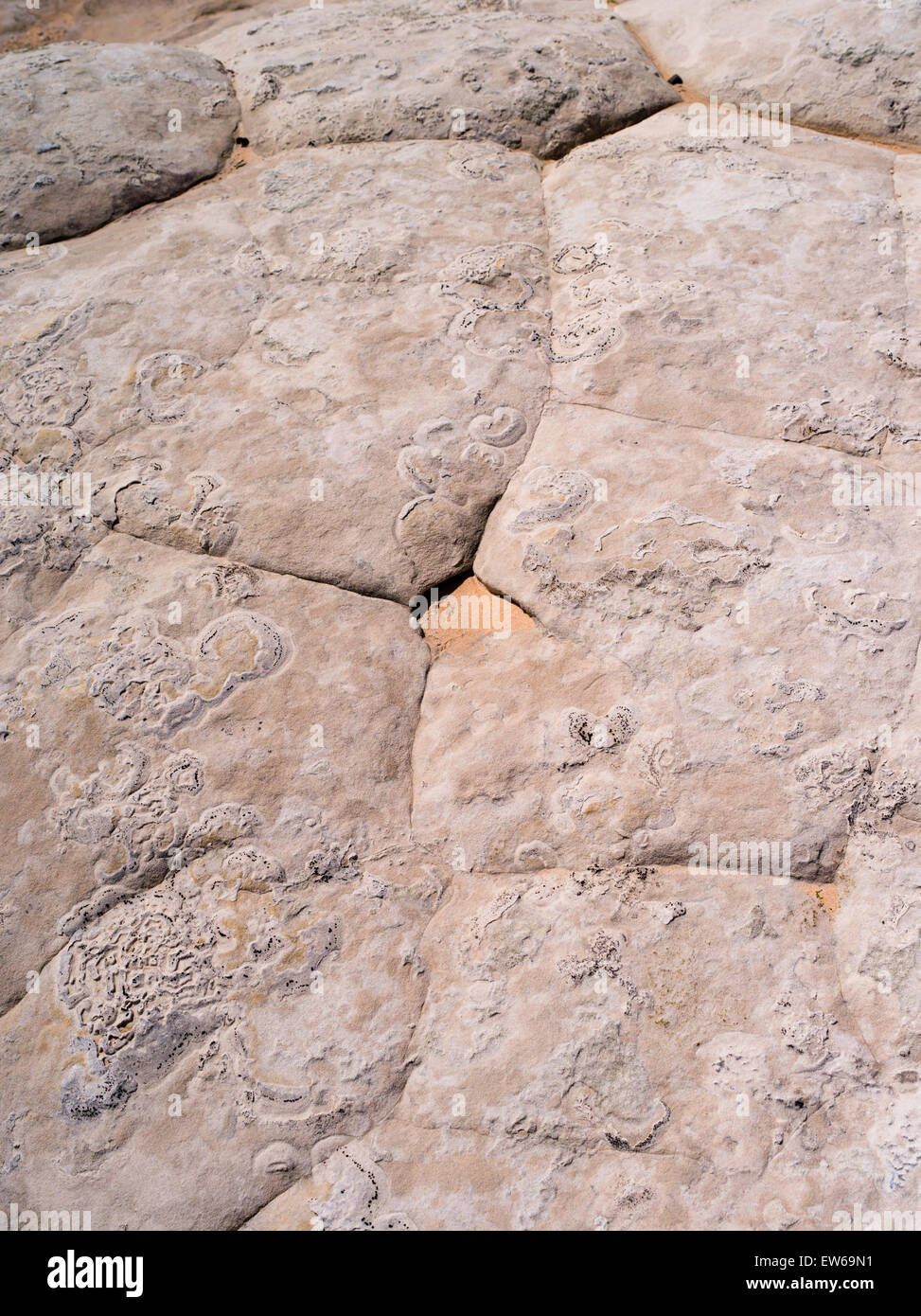 Lichen and geometric erosion patterns on sandstone; scene from the ...