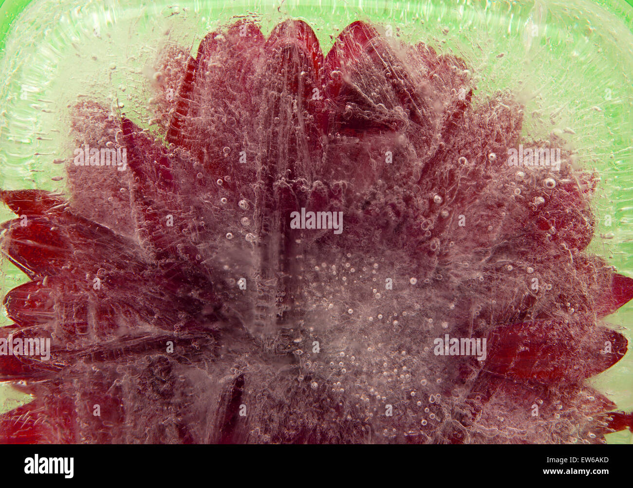 frozen flora - red gerbera flower frozen into a block of ice Stock ...