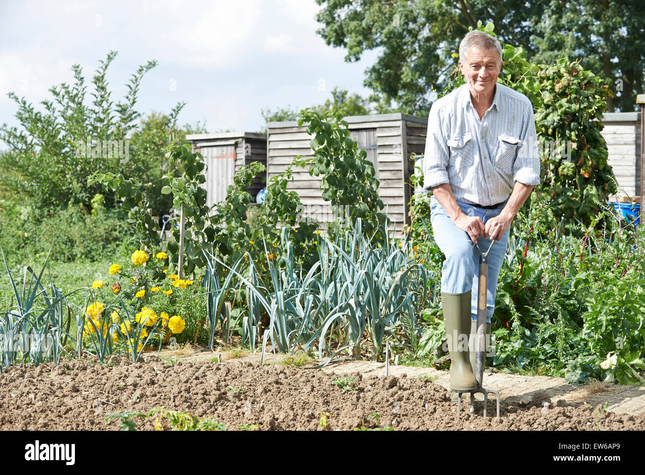 Senior Man Digging Vegetable Patch On Allotment Stock Photo - Alamy