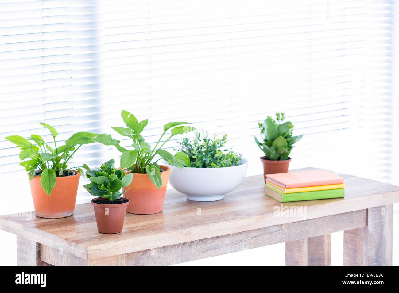 Green plan on table with book Stock Photo - Alamy