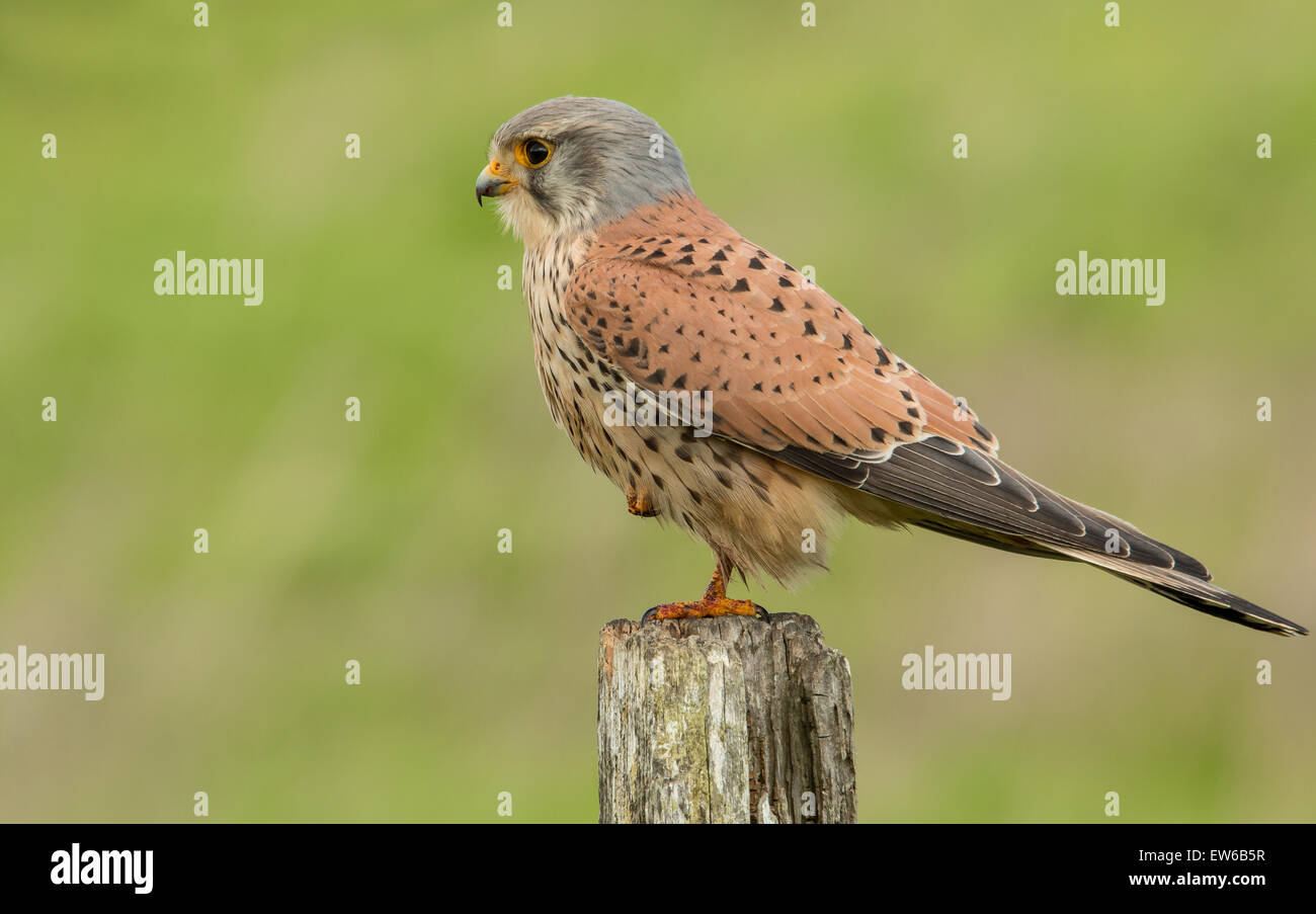 Male kestrel with prey hi-res stock photography and images - Alamy
