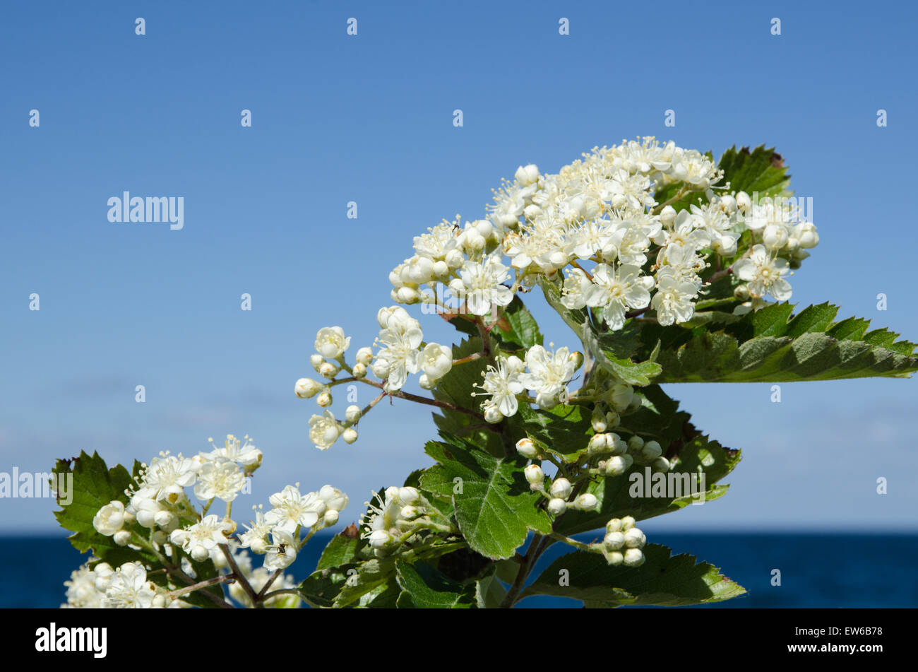 Whitebeam tree hi-res stock photography and images - Alamy