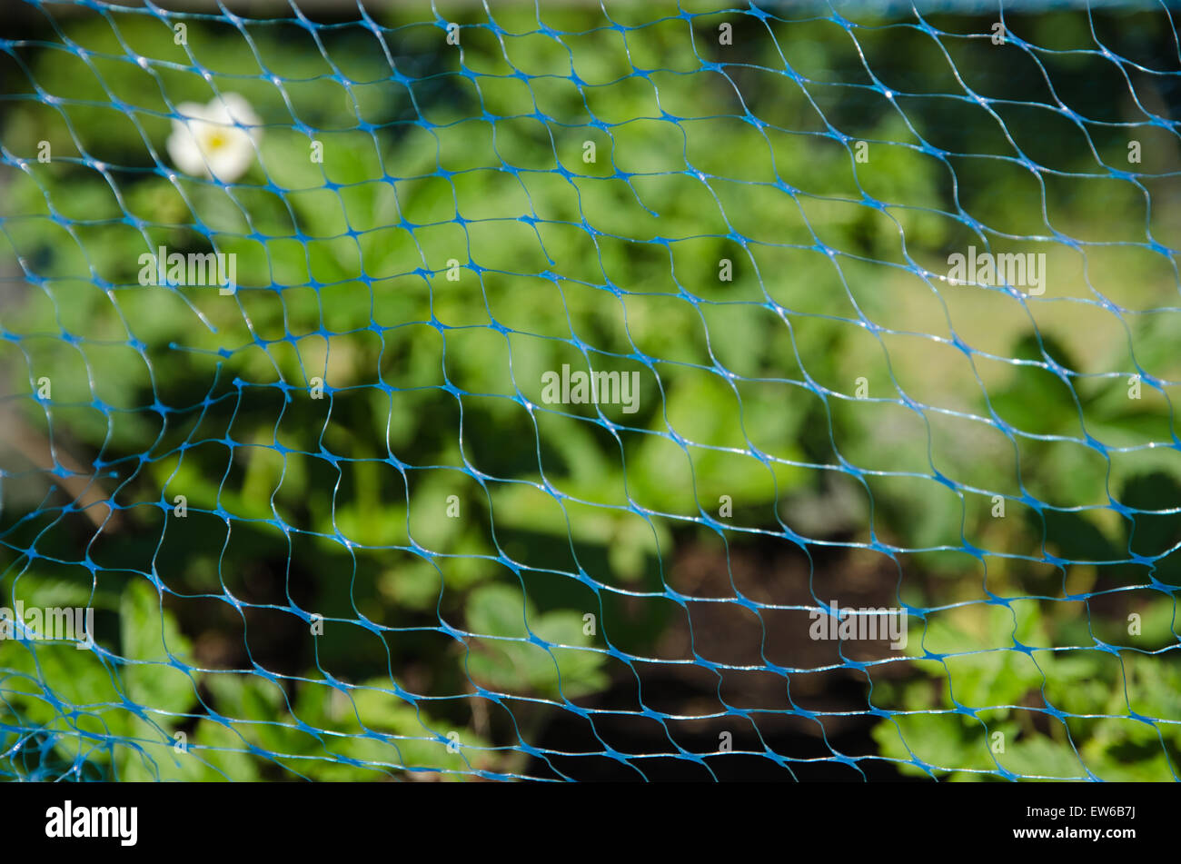 Green garden net hi-res stock photography and images - Alamy