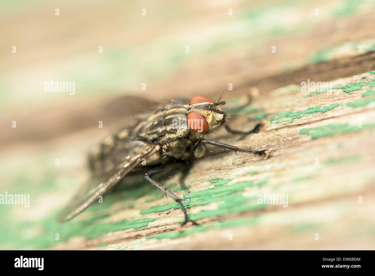 House fly musca domestica hi-res stock photography and images - Alamy
