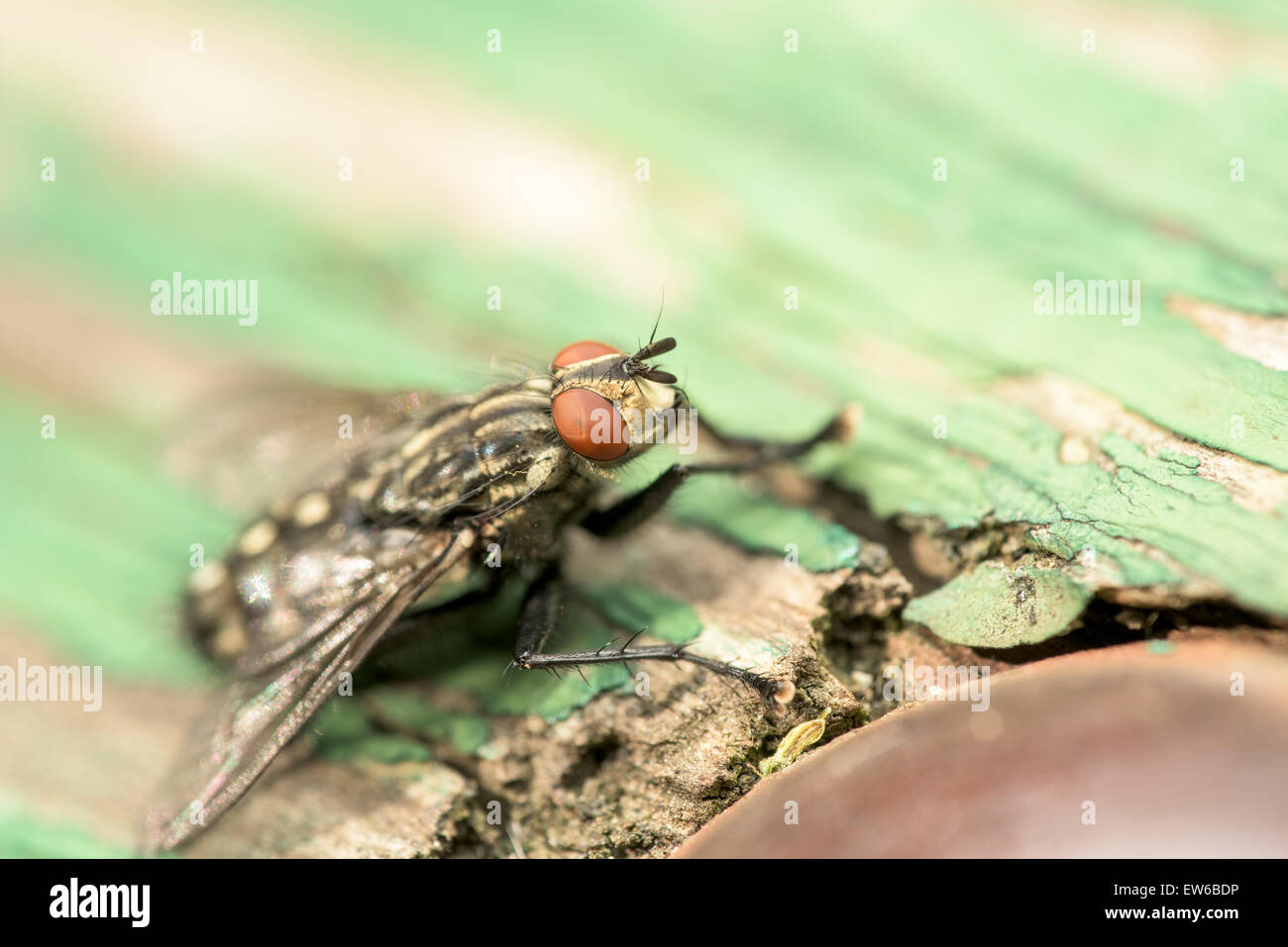 House fly musca domestica hi-res stock photography and images - Alamy