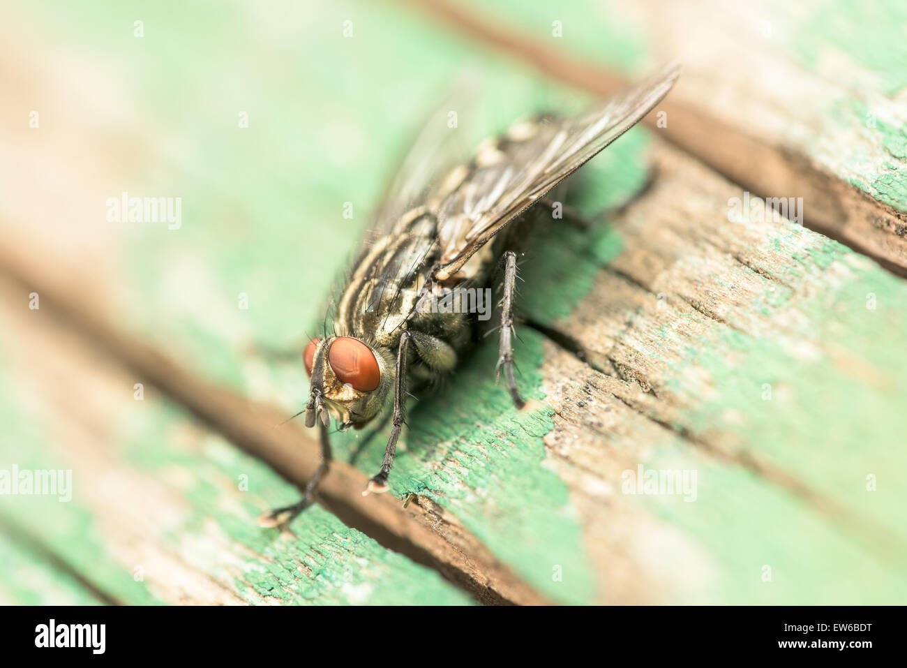 Common House Fly (Musca Domestica) Macro On Green Wood Stock Photo - Alamy