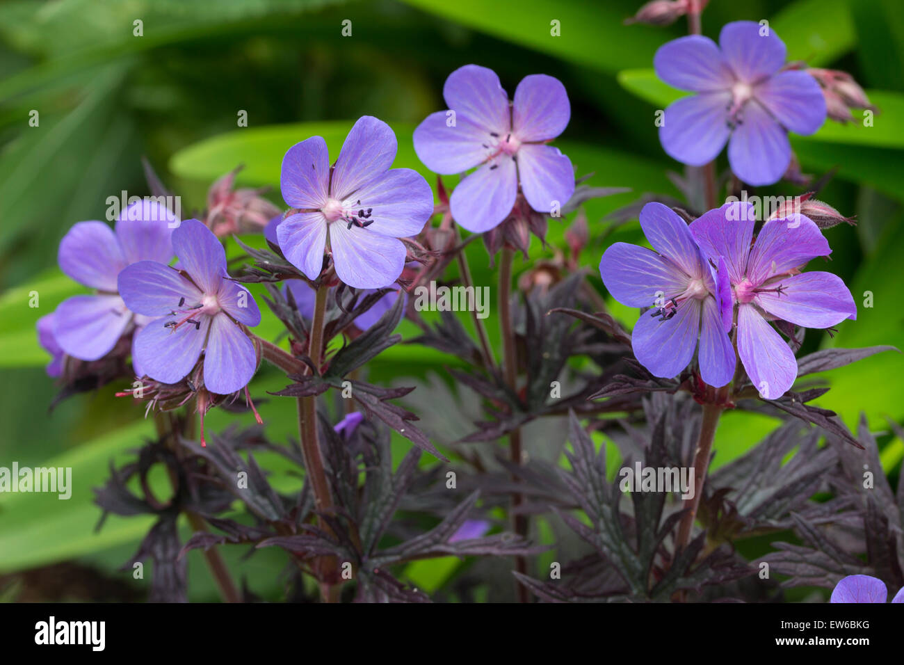 Blue flowers of the dark leaved form of the hardy meadow cranesbill ...