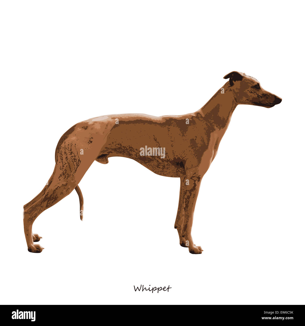 Brindle Whippet High Resolution Stock Photography and Images - Alamy