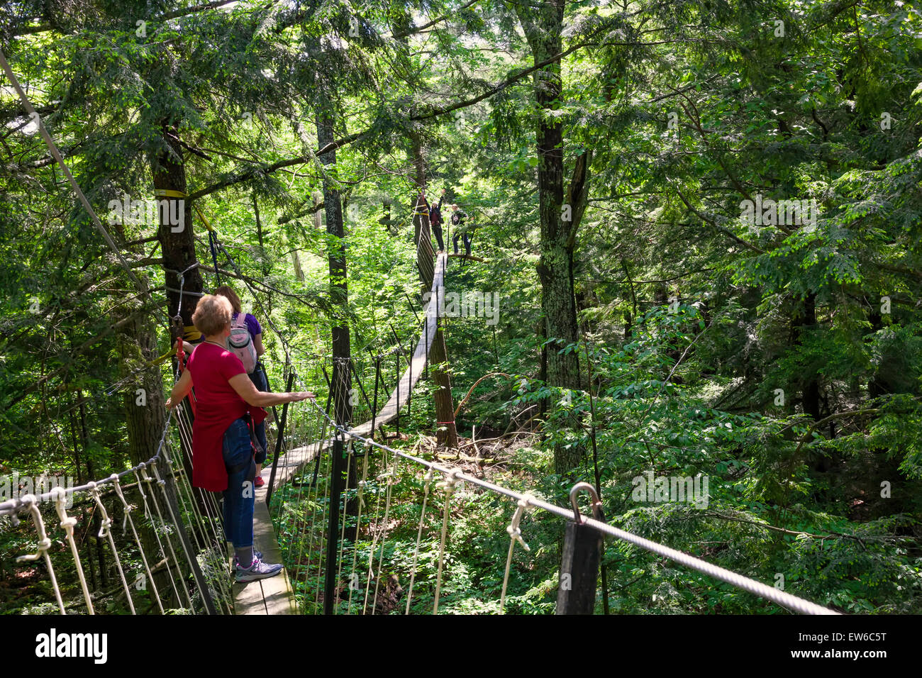 A 70 feet above ground on a board walk or Walk in the Clouds; Canopy ...