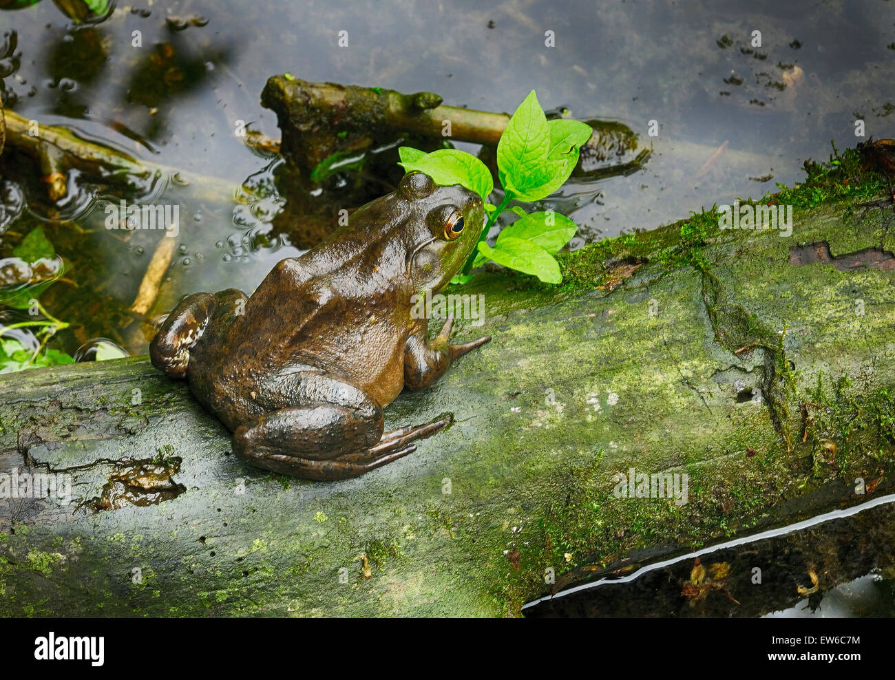 Large bull frog sitting on log Stock Photo - Alamy