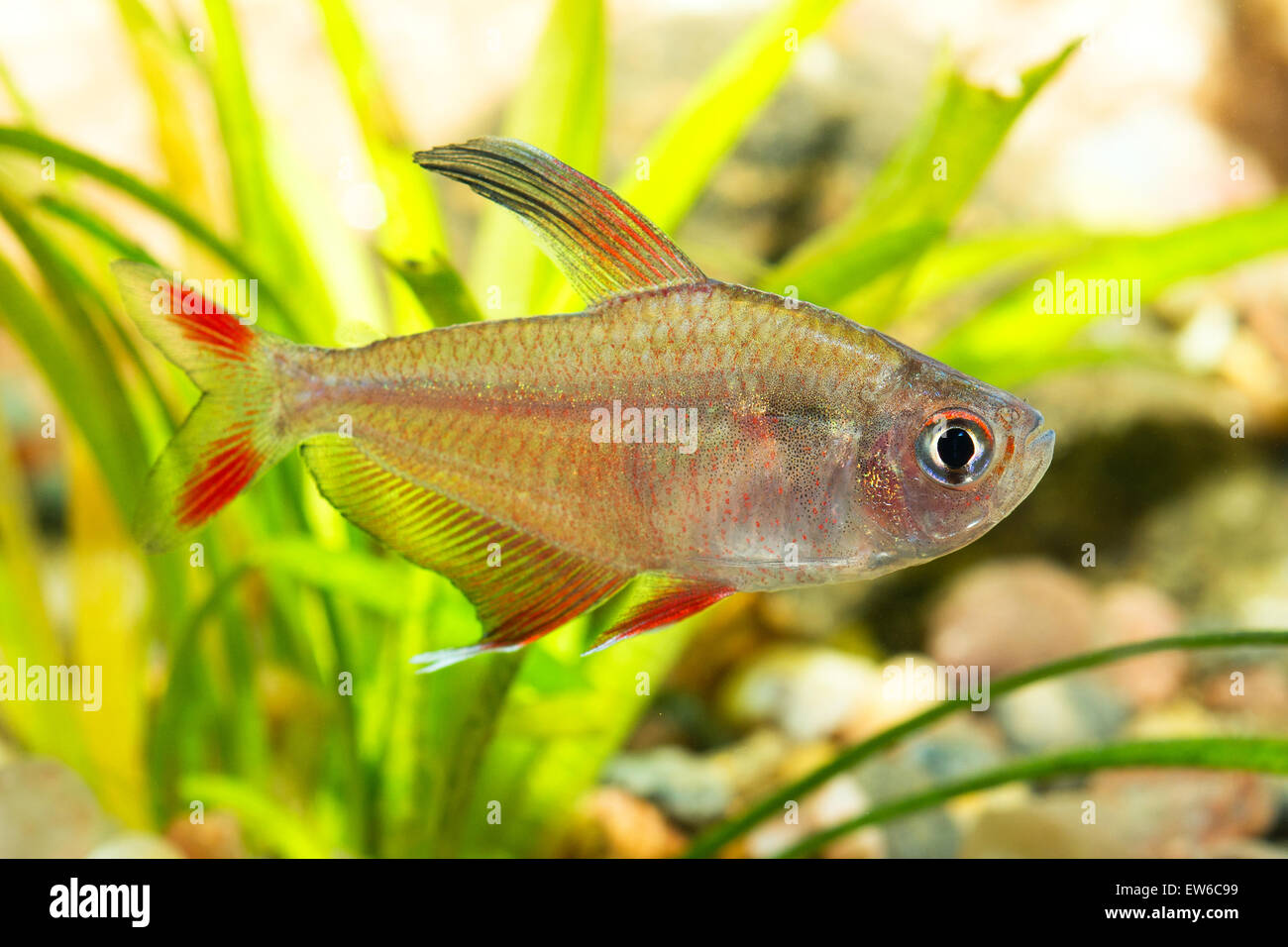 Tetra fish hi-res stock photography and images - Alamy