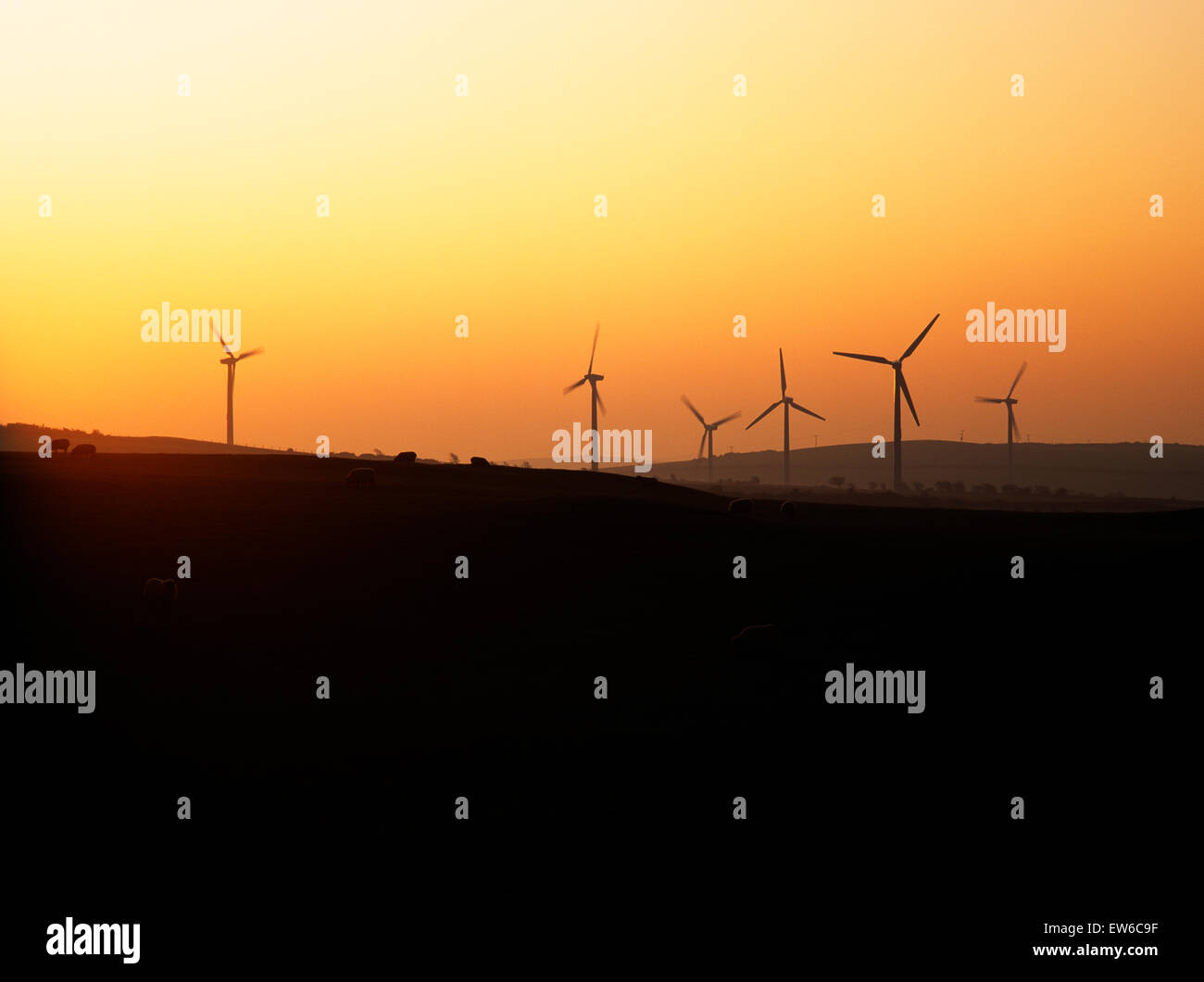 Six of the 24 wind-driven electricity-generating turbines of Rhyd y ...