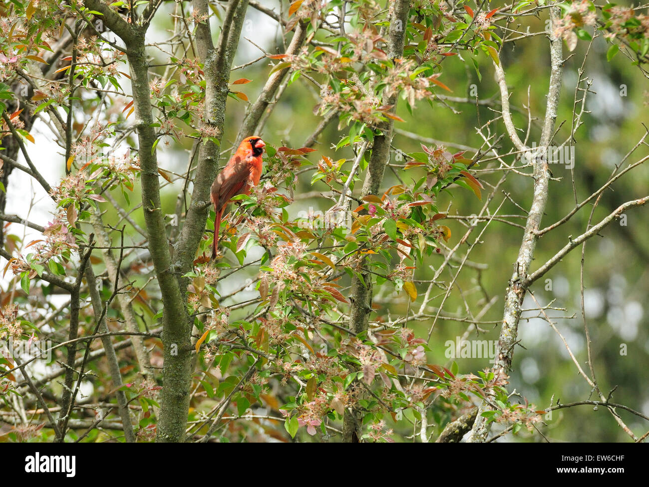 Male Cardinal sitting in spring apple tree Stock Photo - Alamy