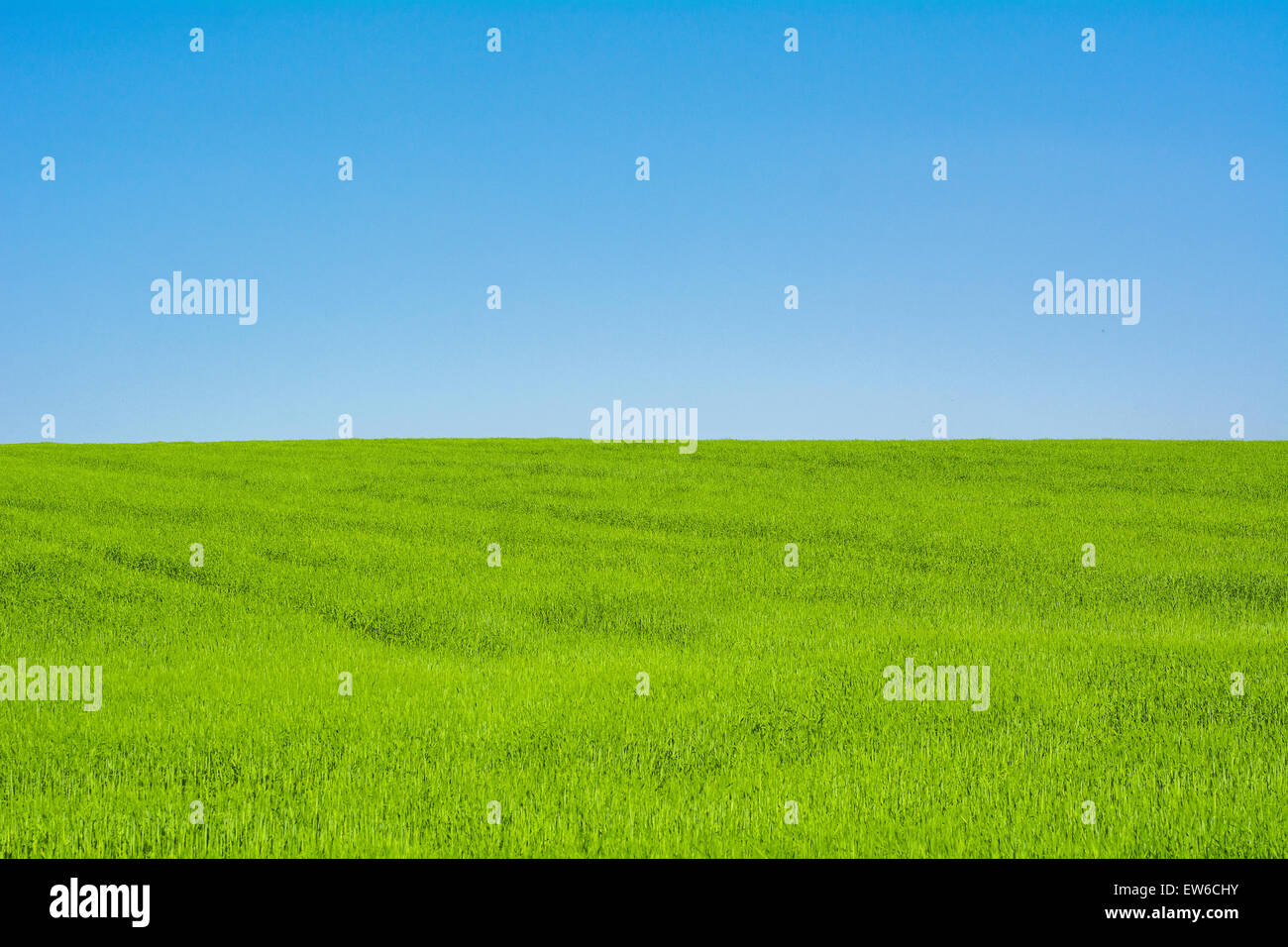 Landscape green field with blue sky Stock Photo - Alamy