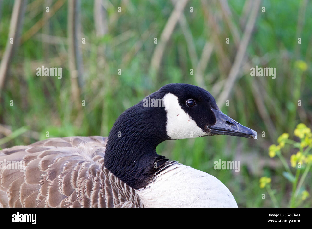 Goose with flowers and grass hi-res stock photography and images - Alamy