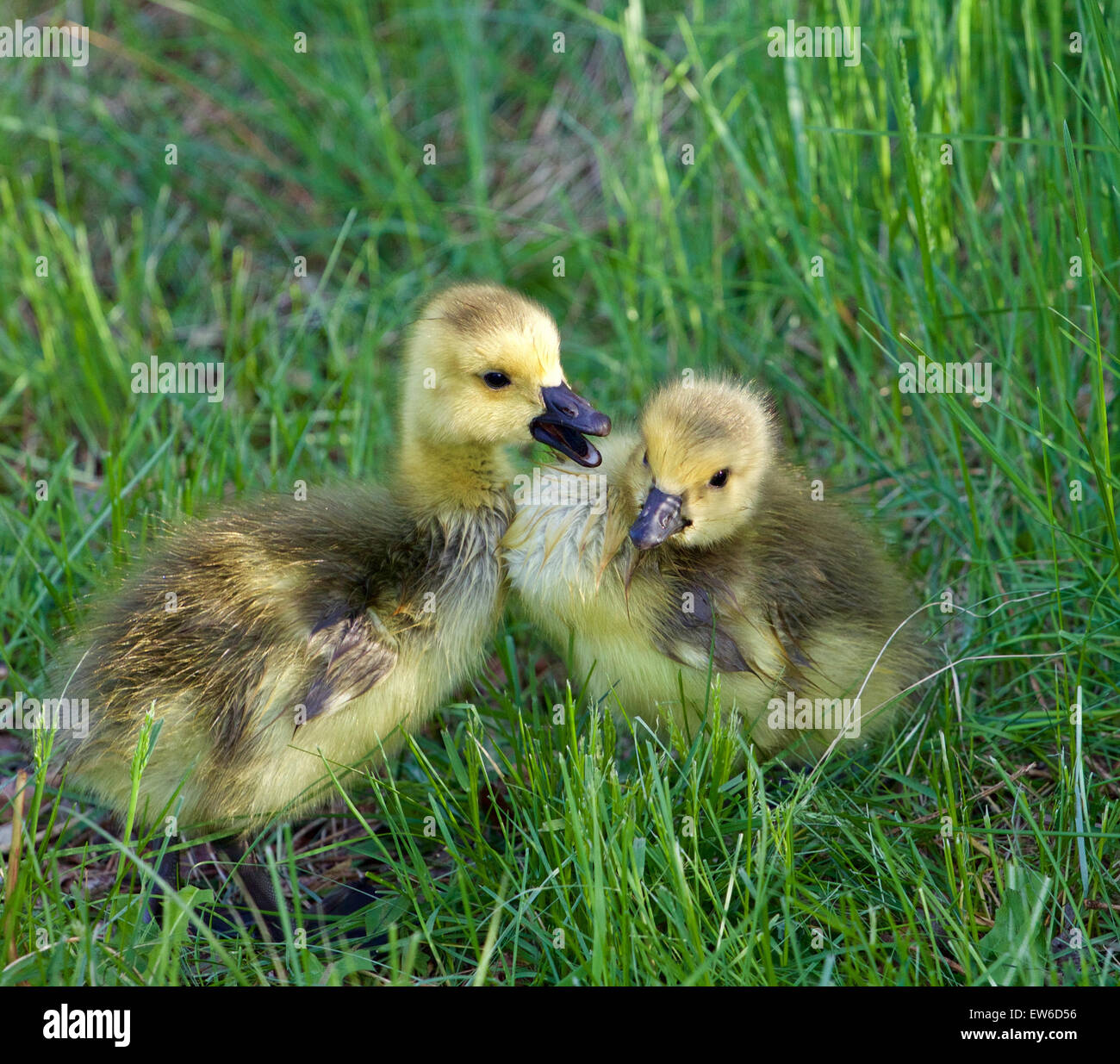Talking geese hi-res stock photography and images - Alamy