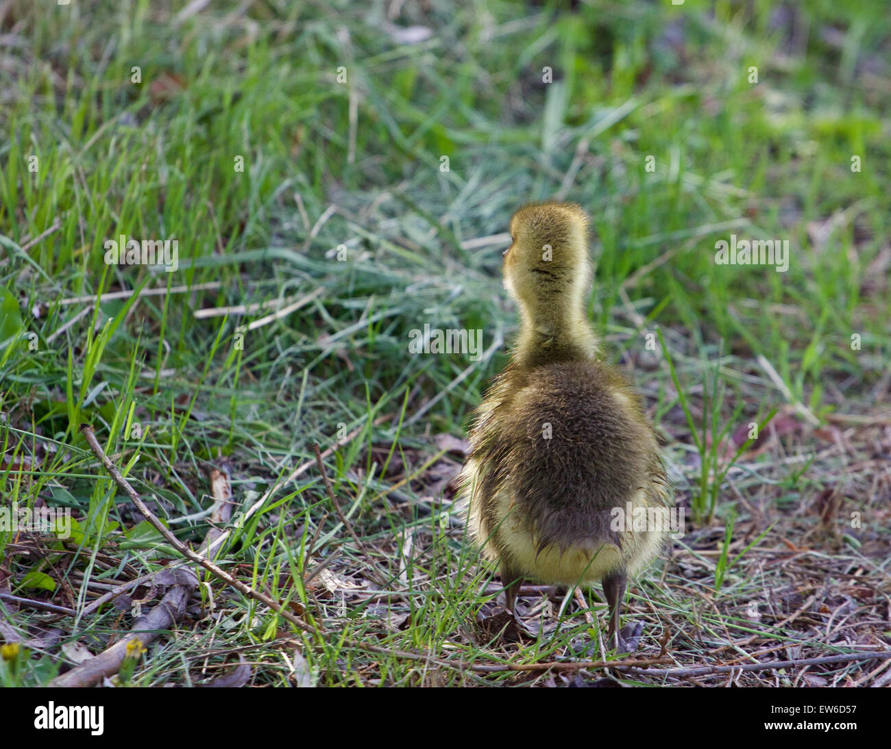 Lost goose hi-res stock photography and images - Alamy