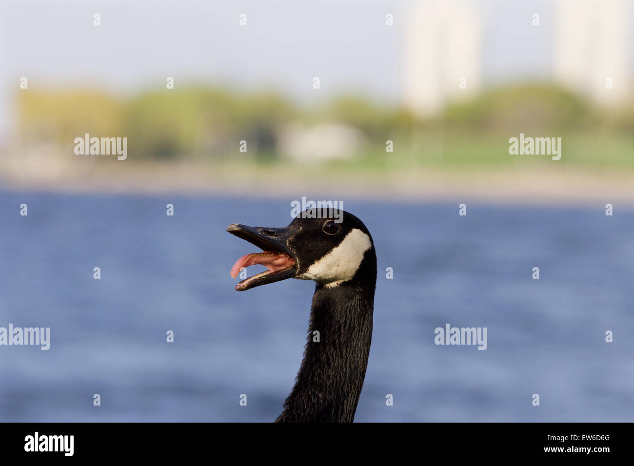 Cackling goose feels fear of a dog Stock Photo - Alamy