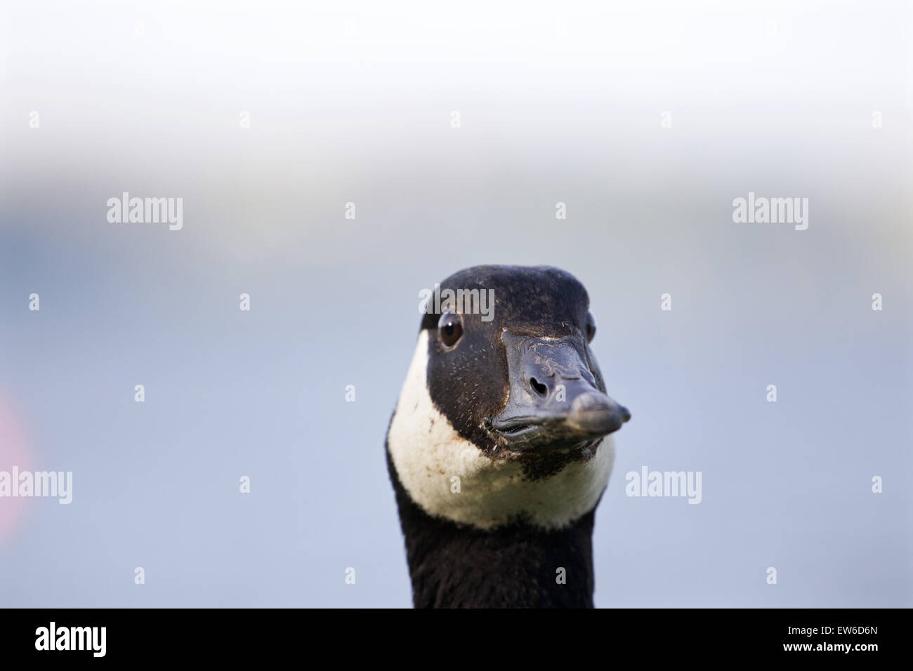 Funny looking white goose hi-res stock photography and images - Alamy