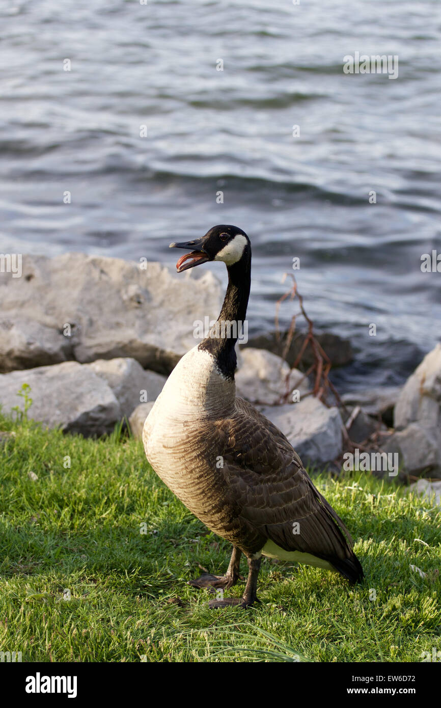 Scary amazement of a cackling goose Stock Photo - Alamy