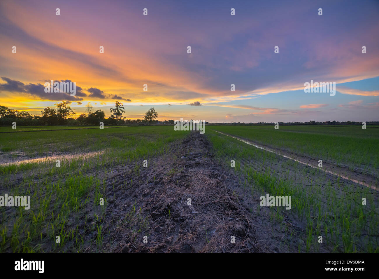 The paddy line hi-res stock photography and images - Alamy