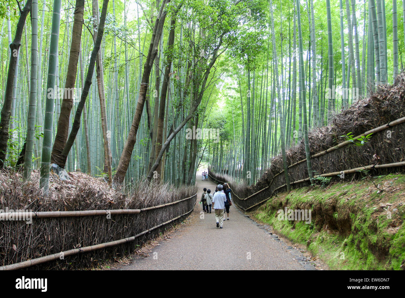Arashiyama Bamboo Grove Path Forest, Kyoto Japan Stock Photo - Alamy