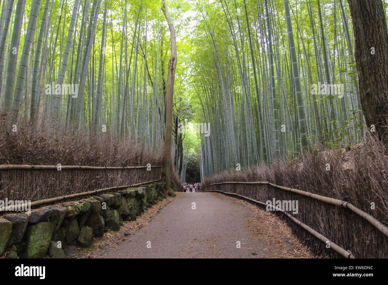 Zen tourist attraction cultural culture tree hi-res stock photography ...